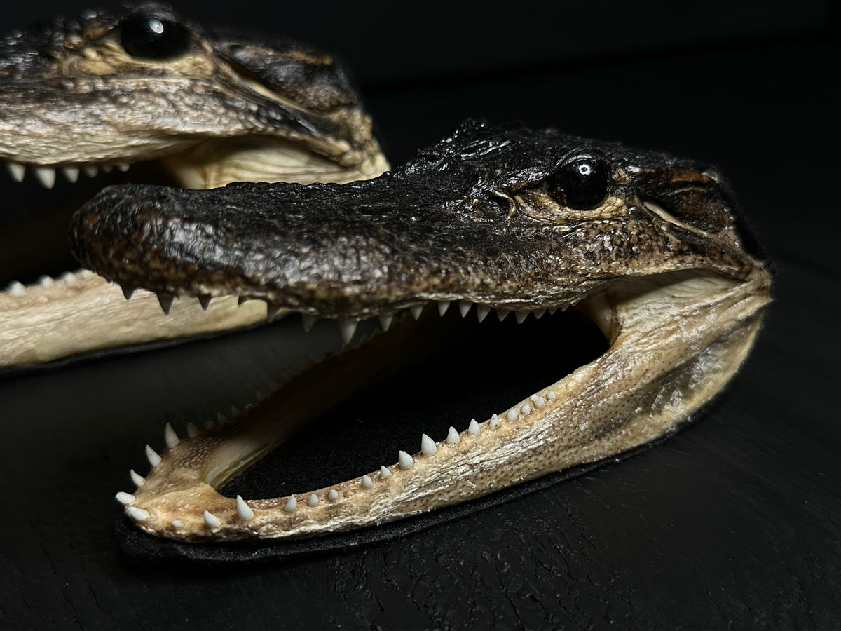 Mummified Alligator Heads – Forgotten Boneyard