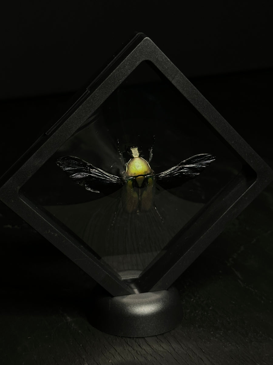 Giant Emerald Scarab Beetle – Forgotten Boneyard