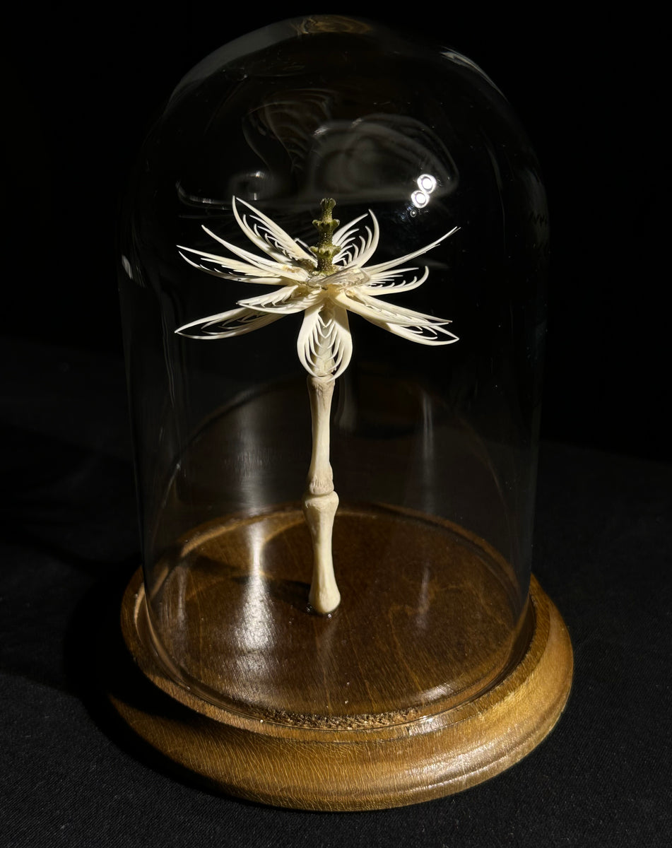 "Bone Flower" with Glass Dome – Forgotten Boneyard