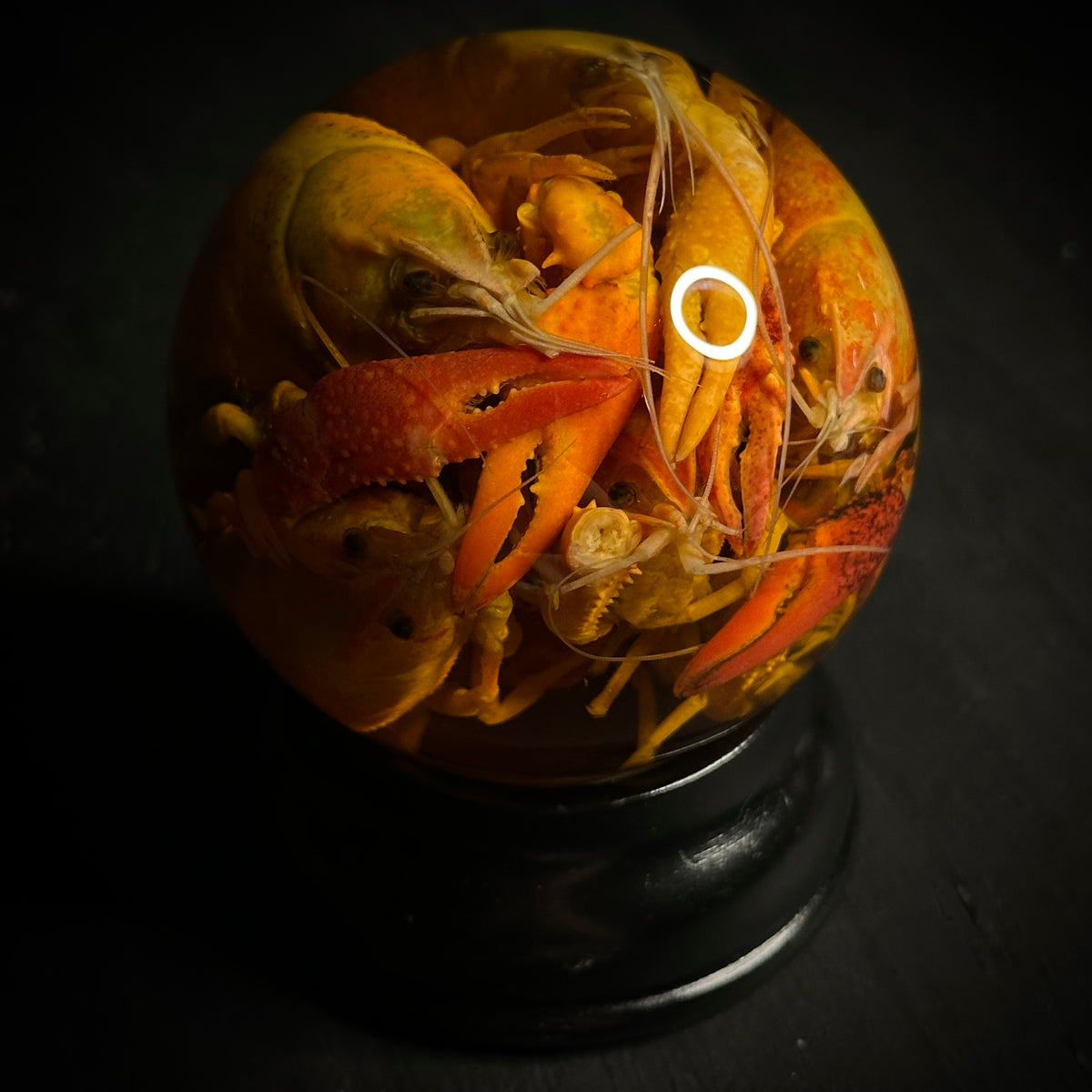 Crayfish Boil Wet Specimen Globe – Forgotten Boneyard