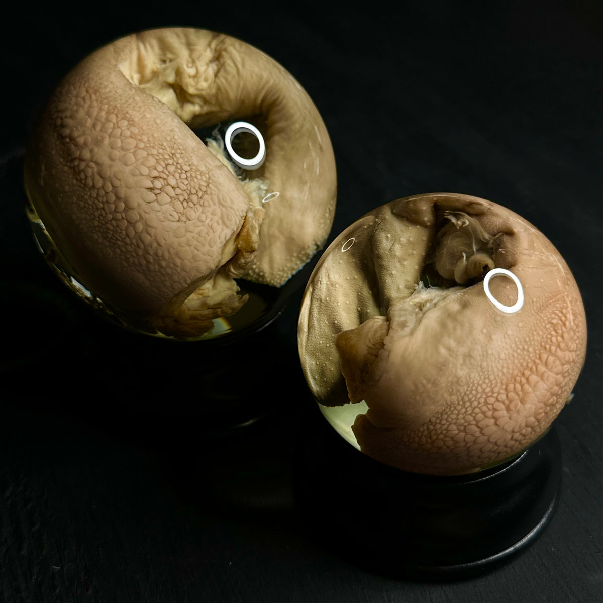 Sheep Tongue Wet Specimen – Forgotten Boneyard