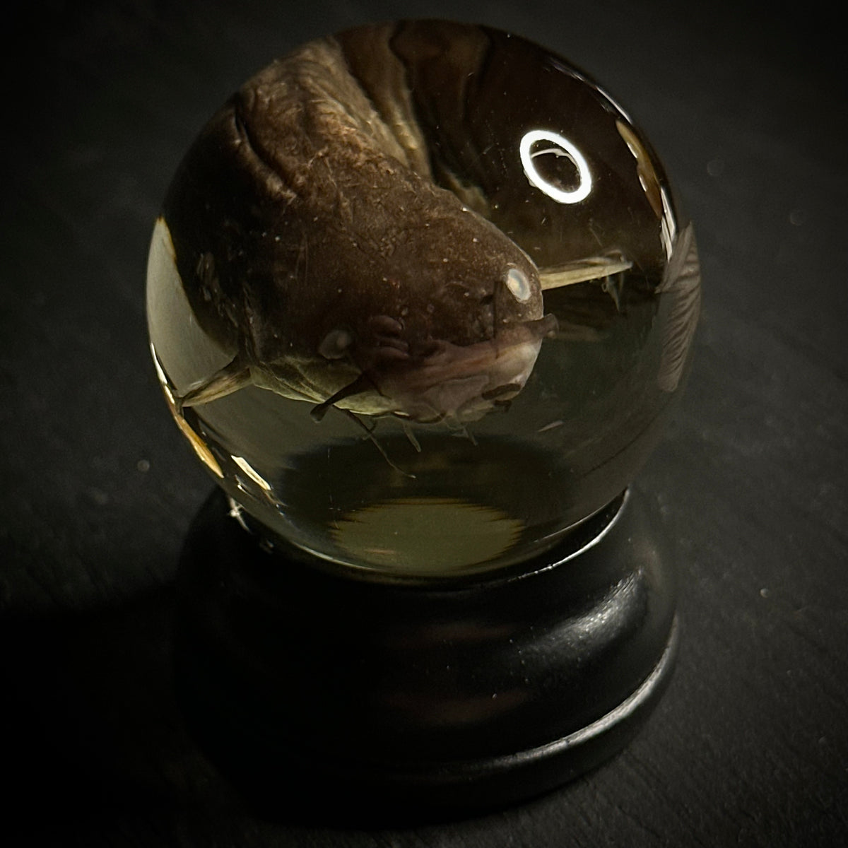 Bullhead Catfish Wet Specimen Globe – Forgotten Boneyard