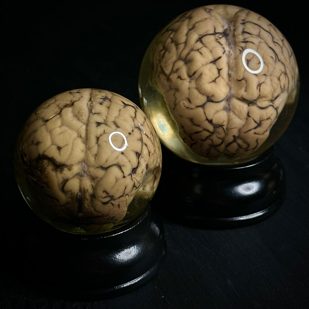 Sheep Brain Wet Specimen Globe – Forgotten Boneyard