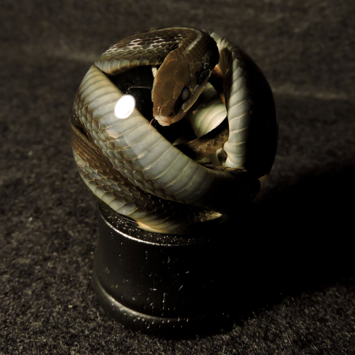 Garter Snake Specimen Globe – Forgotten Boneyard