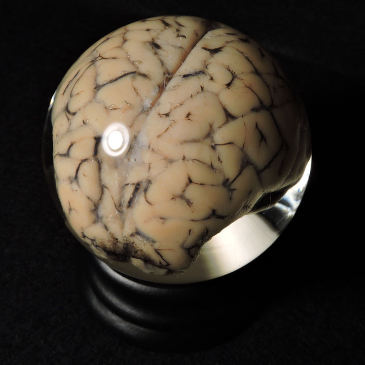 Sheep Brain Wet Specimen Globe – Forgotten Boneyard