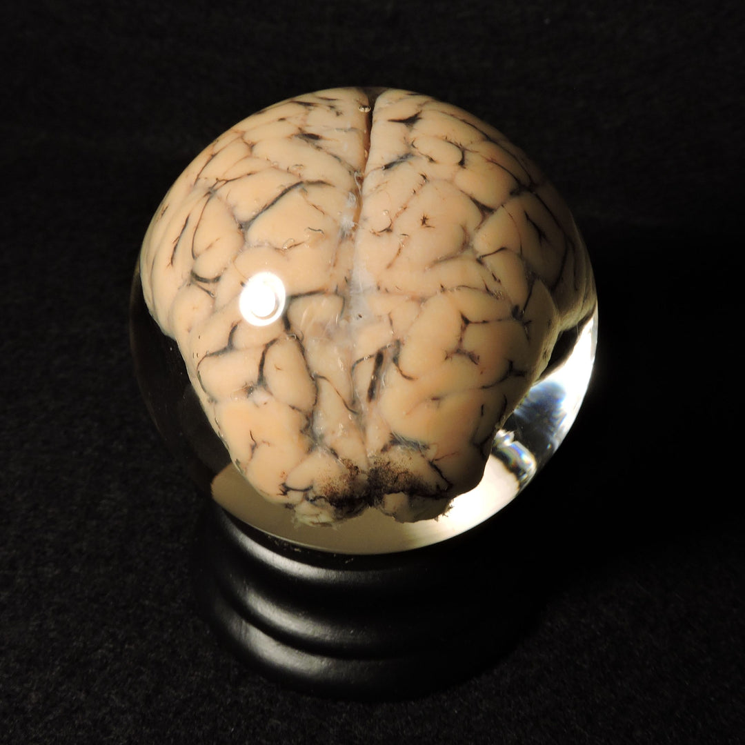 Sheep Brain Wet Specimen Globe – Forgotten Boneyard