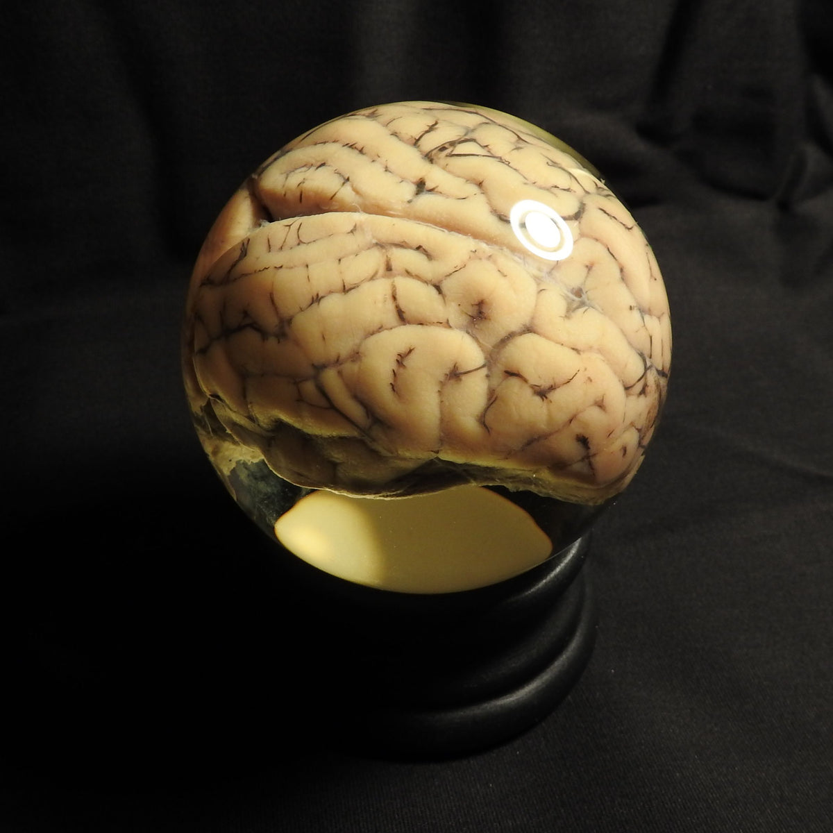 Sheep Brain Wet Specimen Globe – Forgotten Boneyard