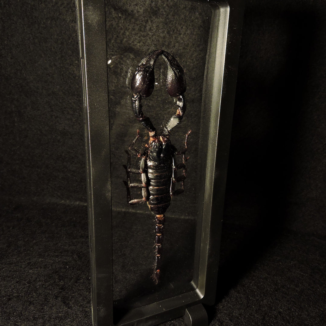 Mummifications, Skulls, Insects, & More – Forgotten Boneyard